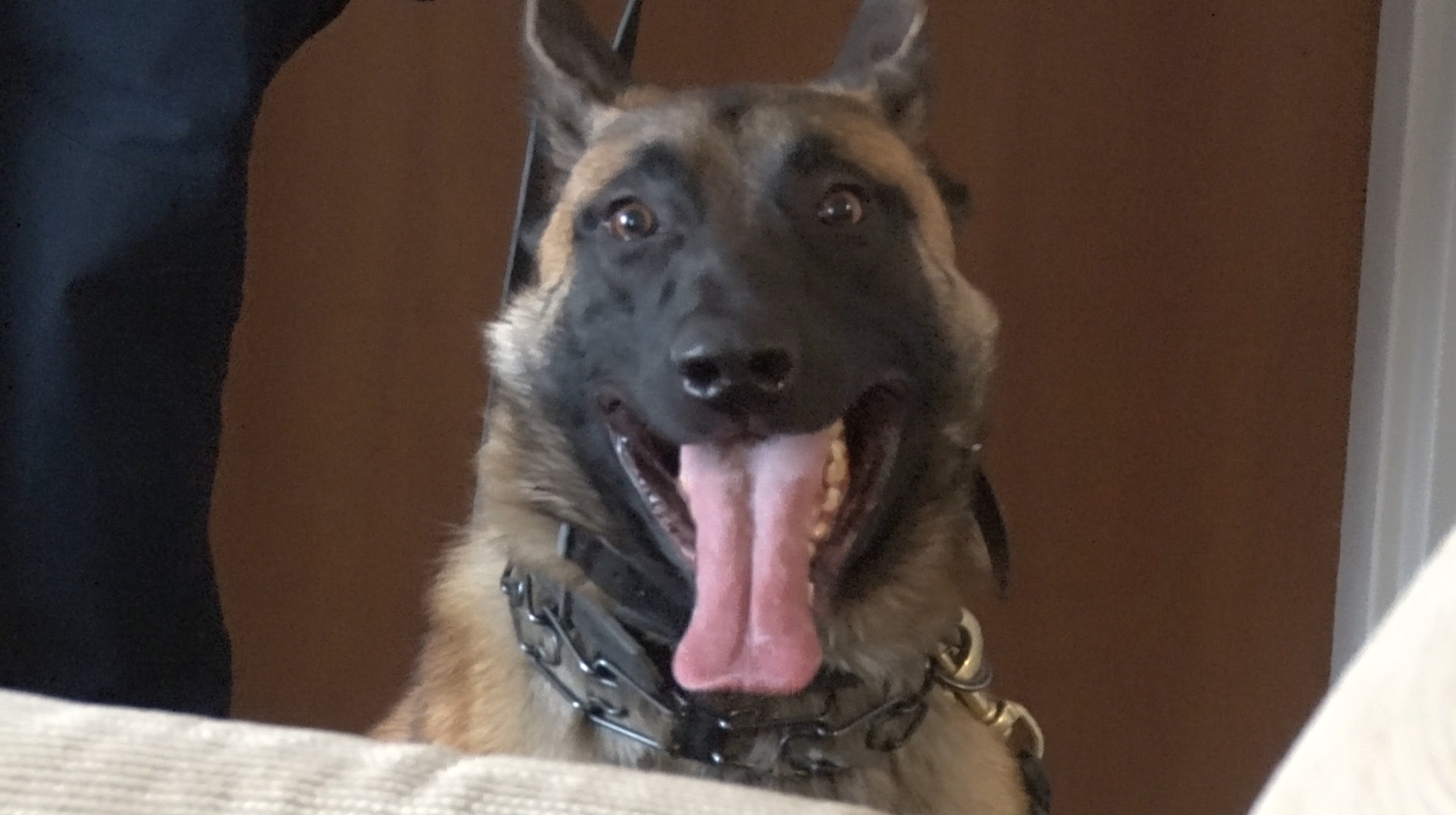 Meet OSUPD's Newest K9 | Department of Public Safety